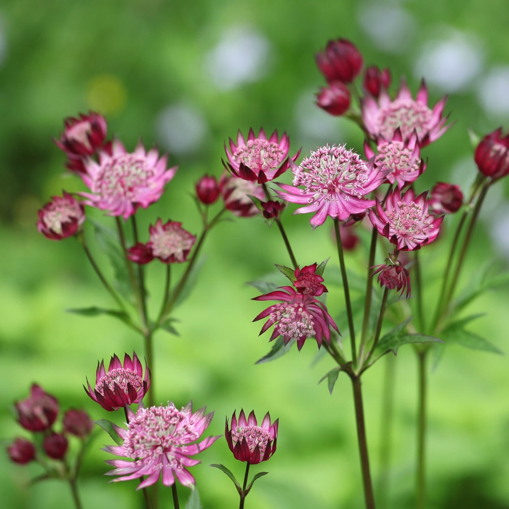 Astrantia major 'Claret' | White Flower Farm