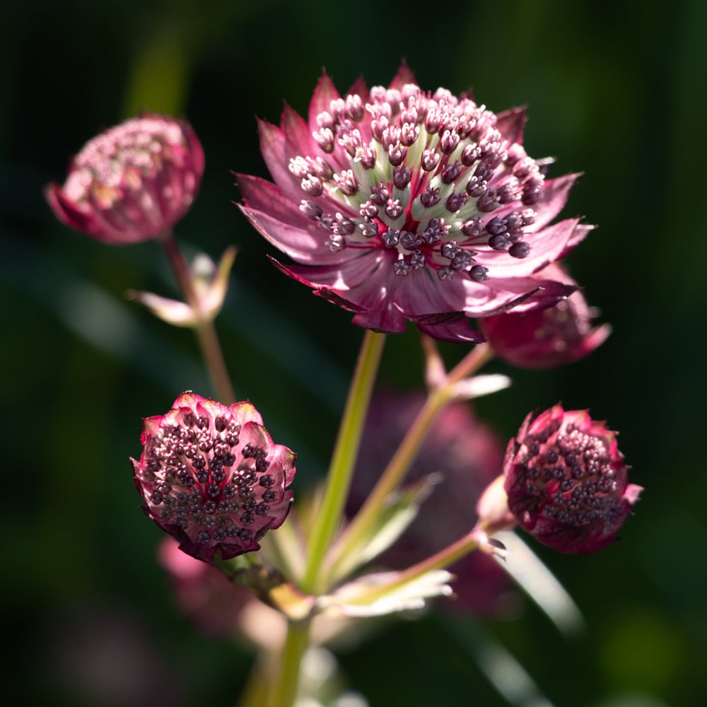 Astrantia major 'Claret' | White Flower Farm