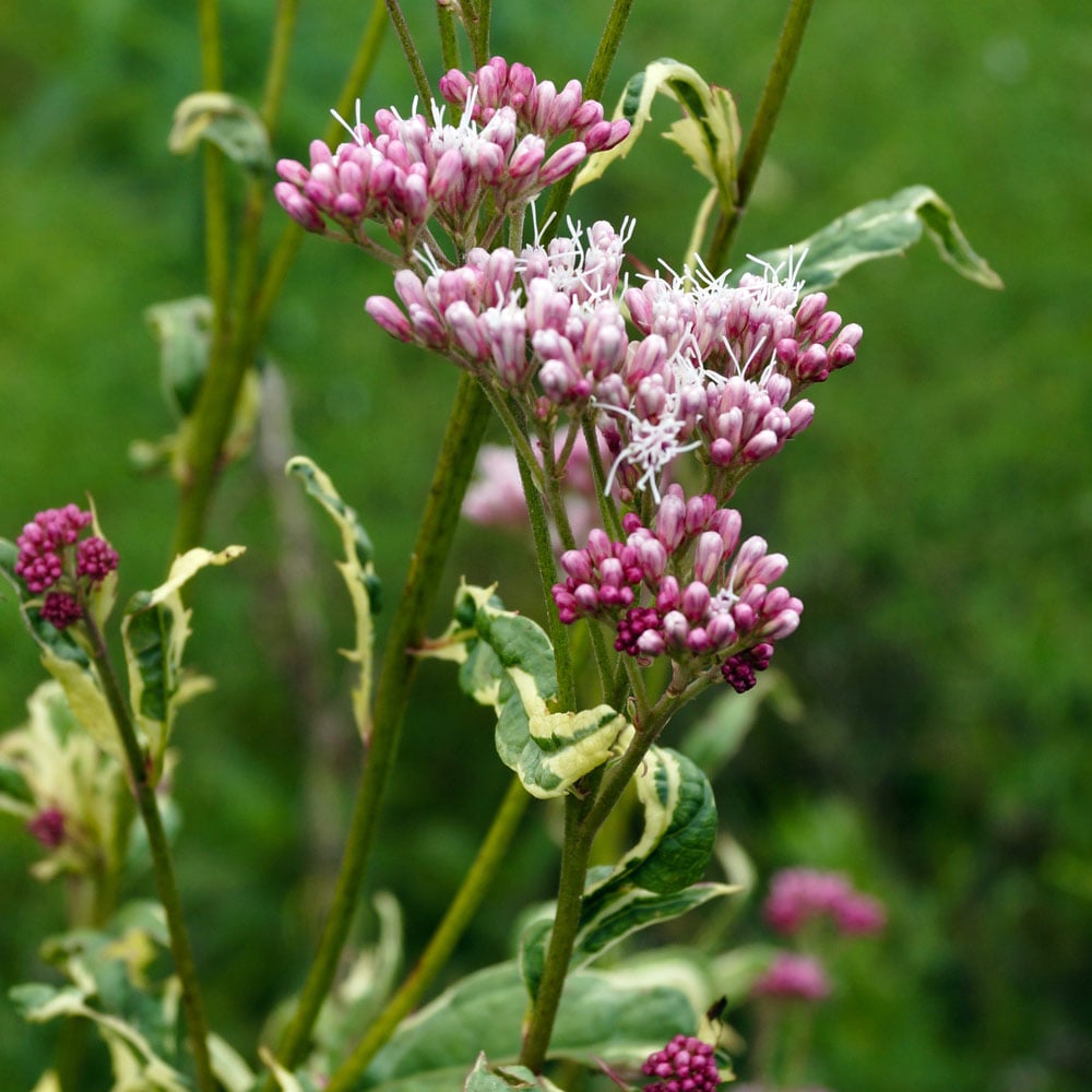 plant eupatorium