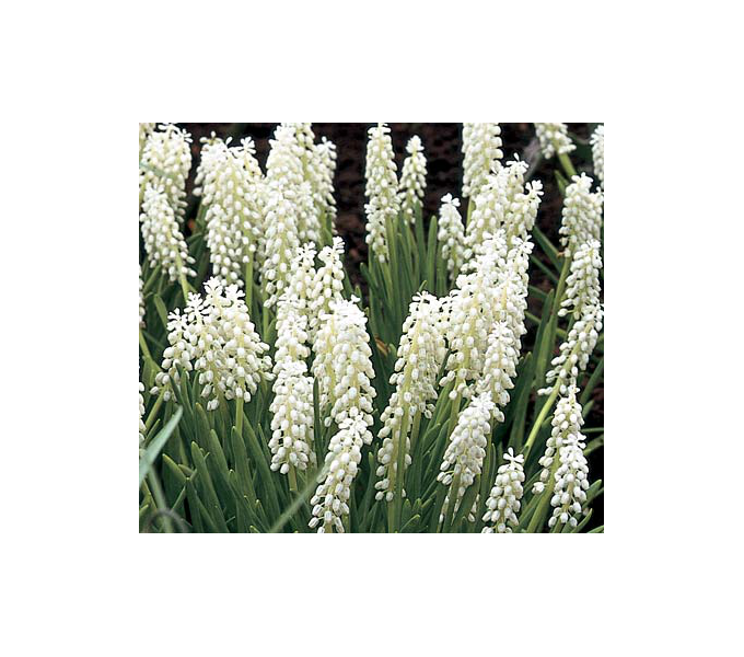 White Flower Collection of 4 Early Spring Bulbs | White Flower Farm