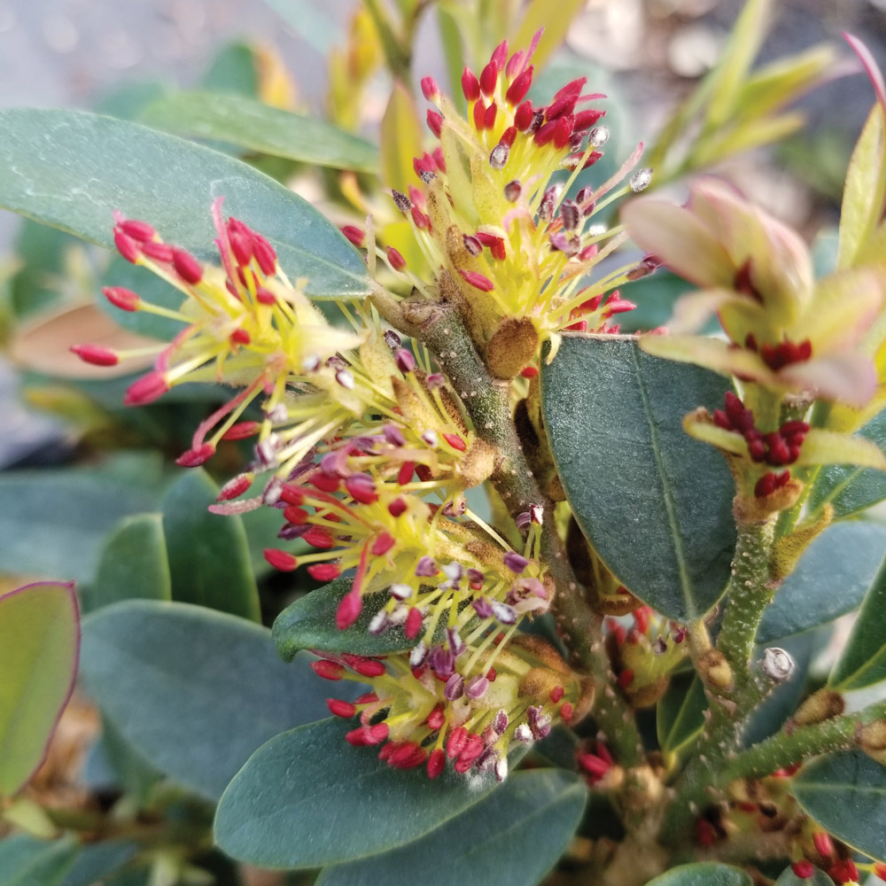Distylium buxifolium Buckhead™ Bold | White Flower Farm
