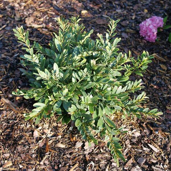 Distylium buxifolium Buckhead™ Bold | White Flower Farm