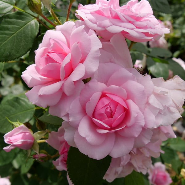 Rose Reminiscent® Pink | White Flower Farm