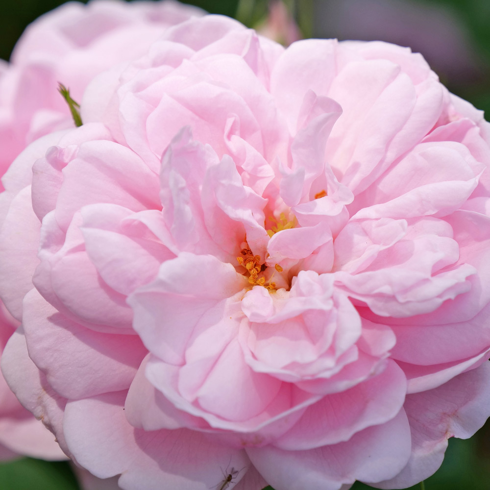 Rose Reminiscent® Pink | White Flower Farm