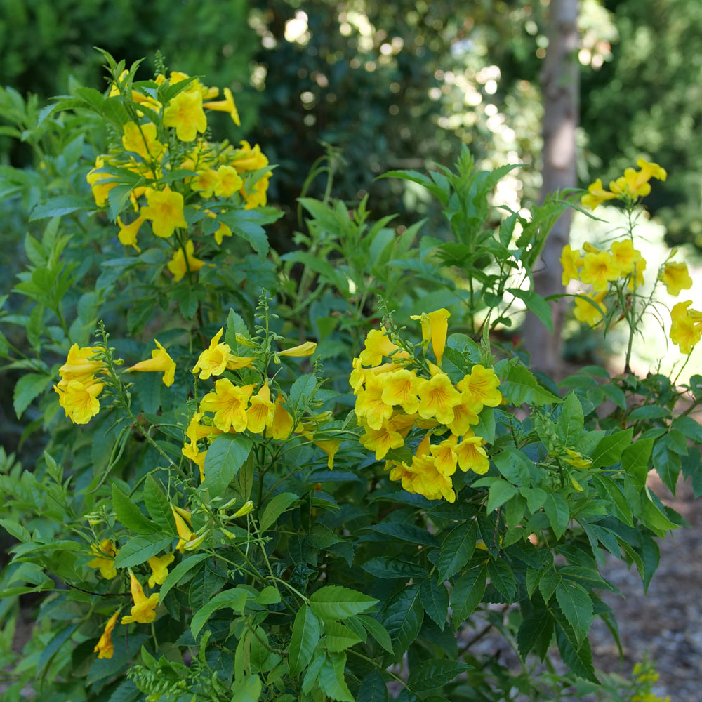 Tecoma stans Chicklet® Gold | White Flower Farm