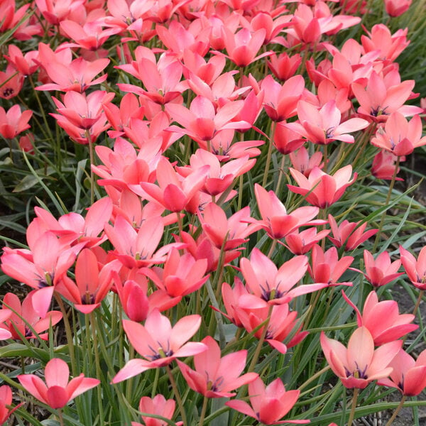 Tulip 'Annika' | White Flower Farm