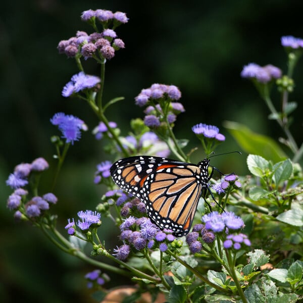 Ageratum houstonianum Monarch Magic | White Flower Farm