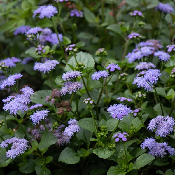 Ageratum houstonianum Monarch Magic | White Flower Farm