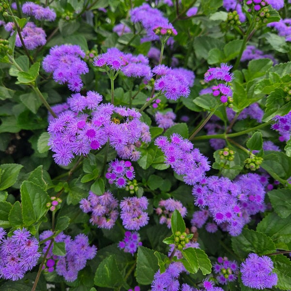 Ageratum houstonianum Monarch Magic | White Flower Farm