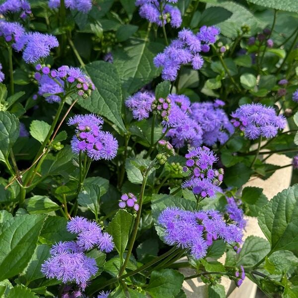 Ageratum houstonianum Monarch Magic | White Flower Farm