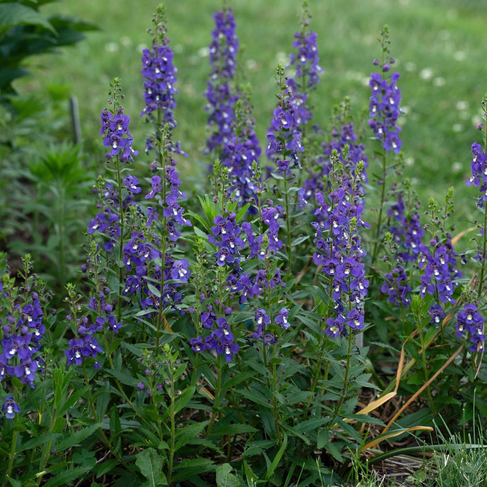 Angelonia angustifolia Guardian Angel™ Blue | White Flower Farm