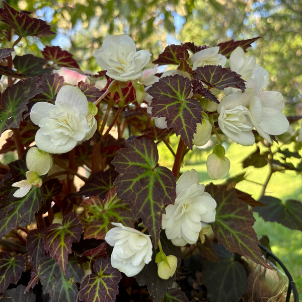Begonia Adora™ 'Moon Dance' | White Flower Farm