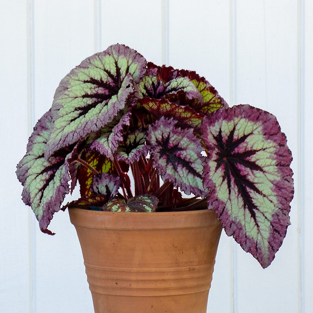 Crimson Canopy Container Garden | White Flower Farm