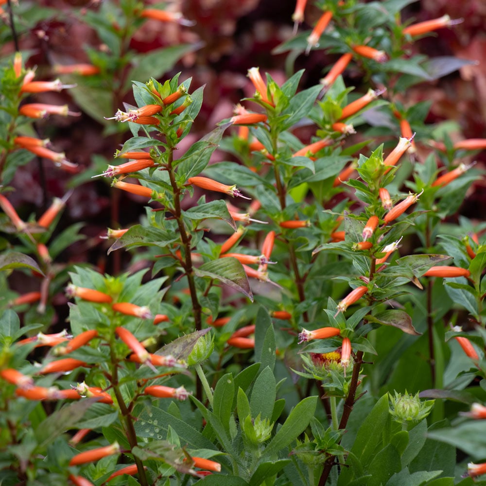 Pollinator Parfait Container Garden | White Flower Farm