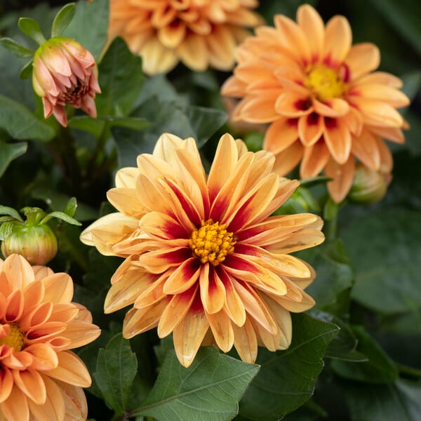 Dahlia Dalaya® Apricot+Red Eye | White Flower Farm