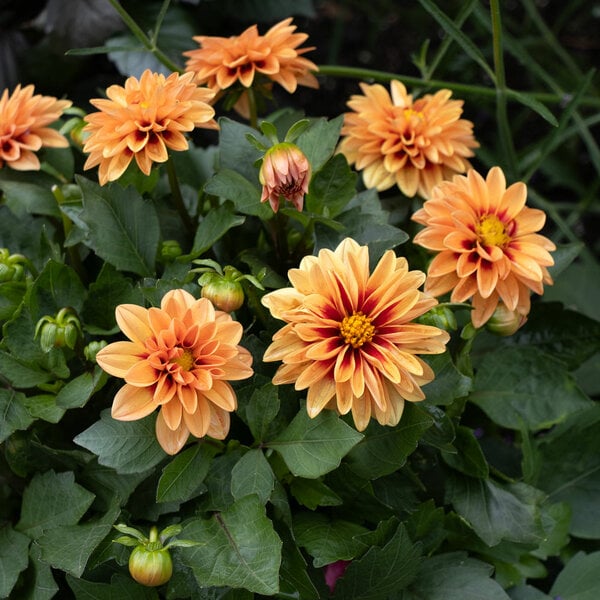 Dahlia Dalaya® Apricot+Red Eye | White Flower Farm