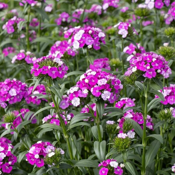 Dianthus Amazon™ Purple Magic | White Flower Farm