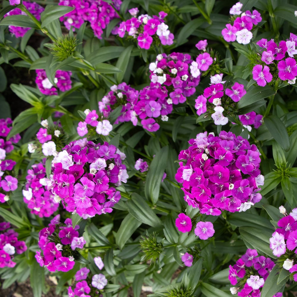 Dianthus Amazon™ Purple Magic | White Flower Farm