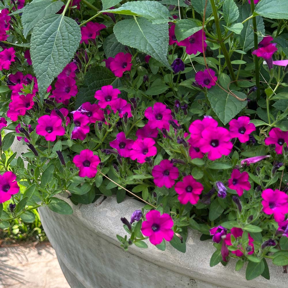 Petunia Itsy™ Magenta | White Flower Farm