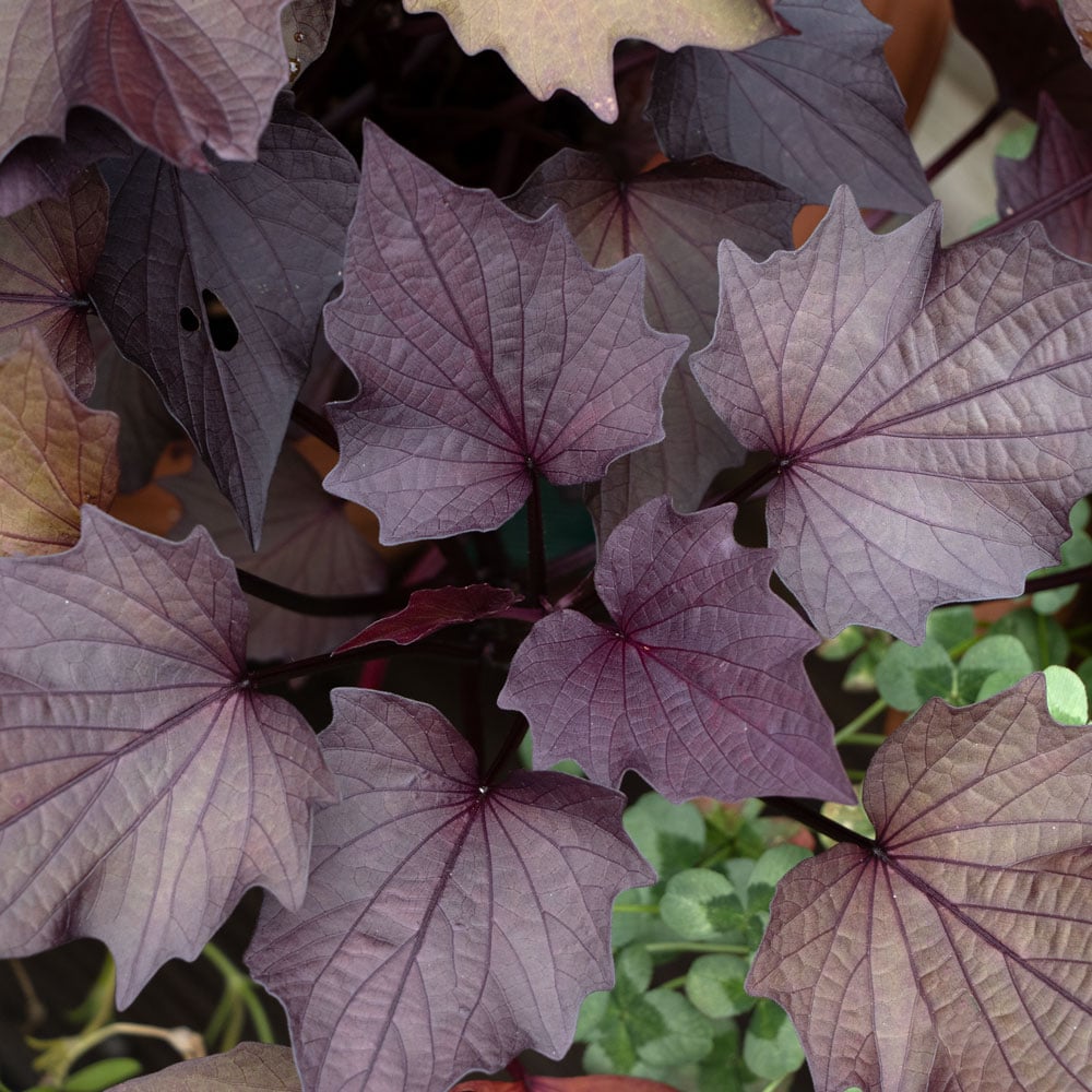 Pollinator Parfait Container Garden | White Flower Farm