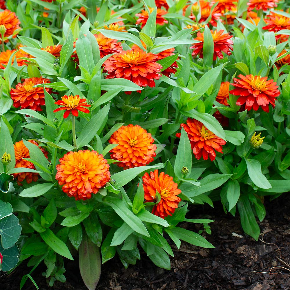 Orange Fire Flower