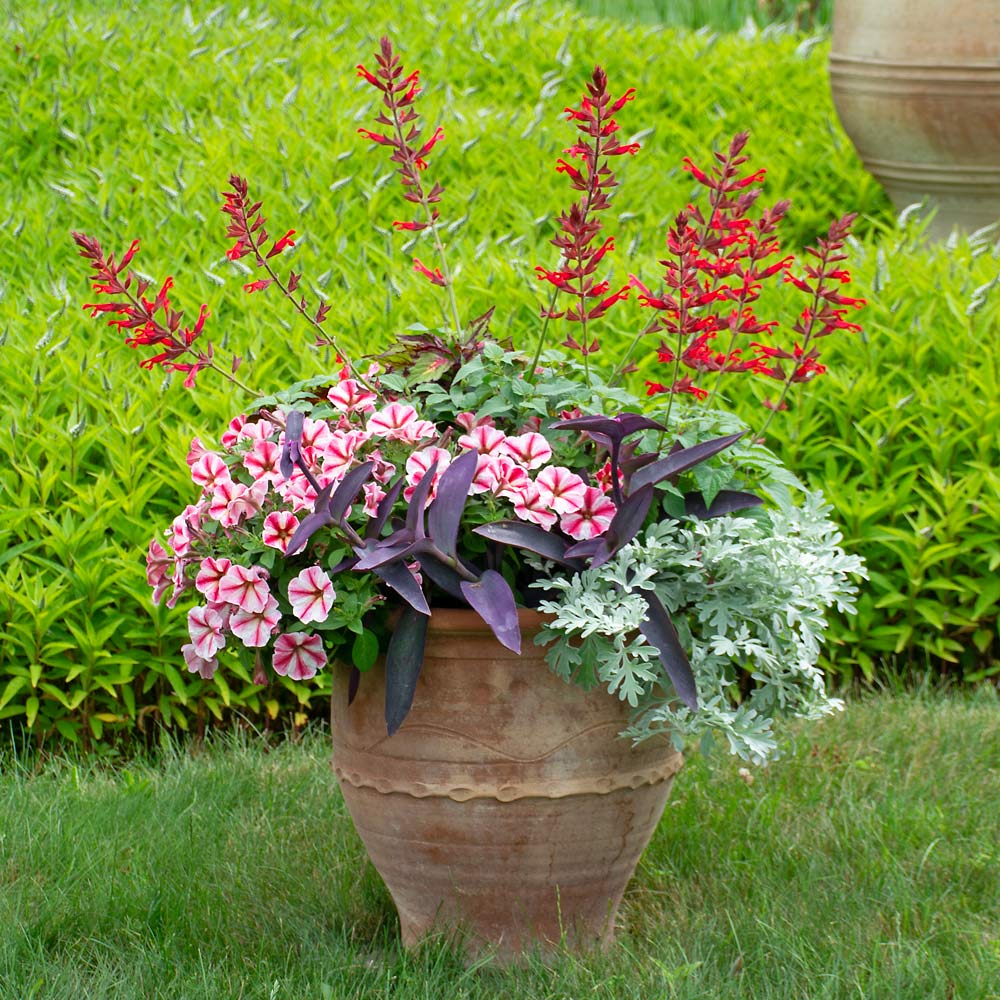 Red Flares Container Garden | White Flower Farm