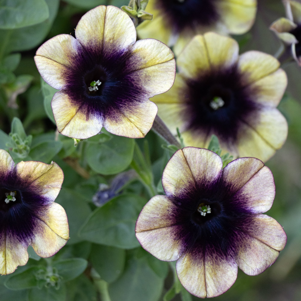 Petunia Ray™ Shadow | White Flower Farm