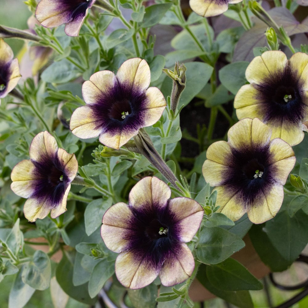 Petunia Ray™ Shadow | White Flower Farm