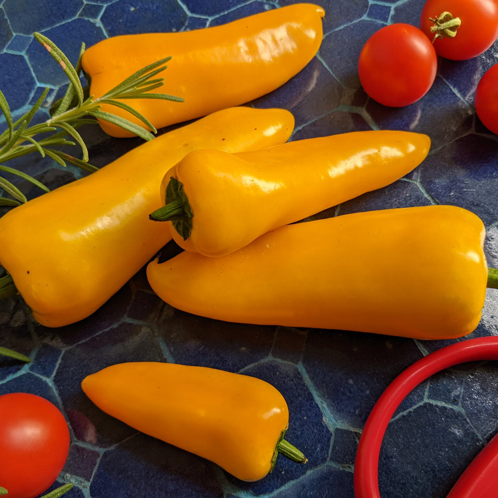 Sweet Pepper Rainbow Sampler 3 plants | White Flower Farm