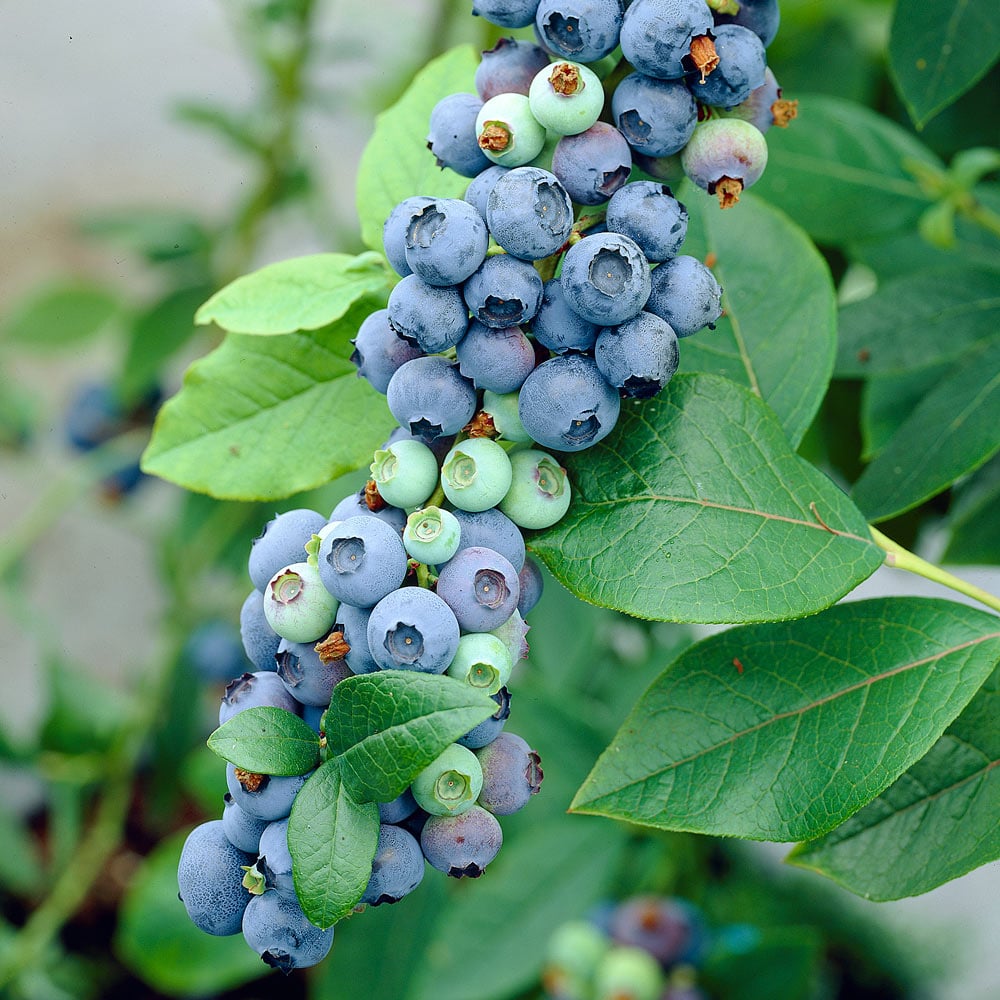 Blueberry Plants | White Flower Farm