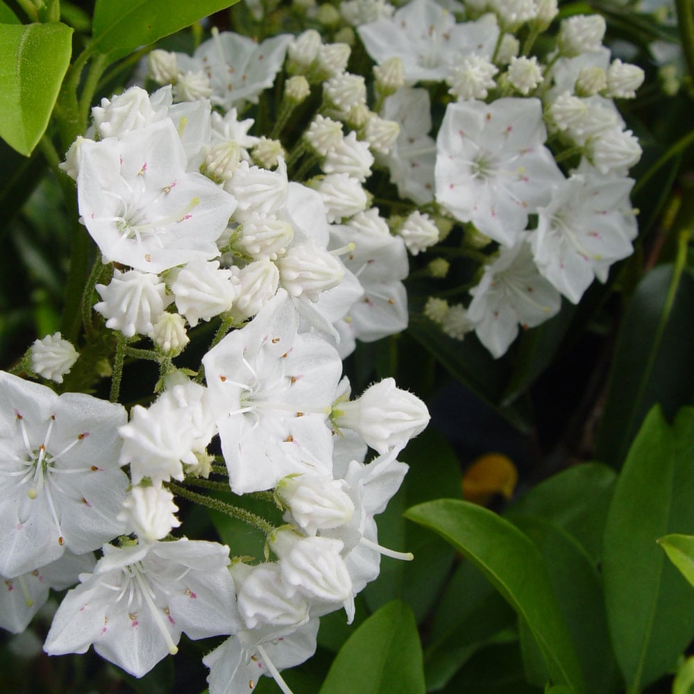 Kalmia latifolia 'Snowdrift' | White Flower Farm