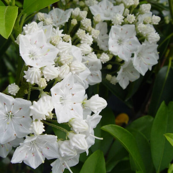 Kalmia latifolia 'Snowdrift' | White Flower Farm