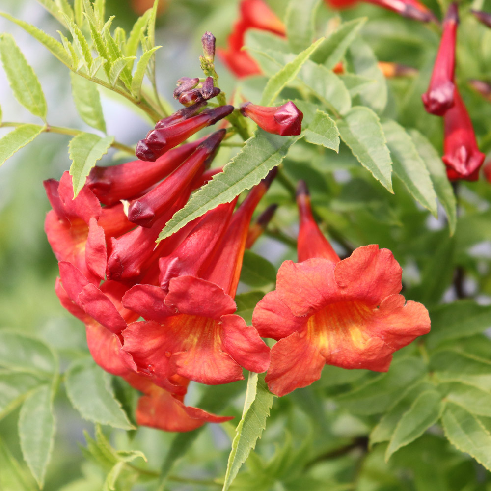 Tecoma stans Chicklet® Red | White Flower Farm
