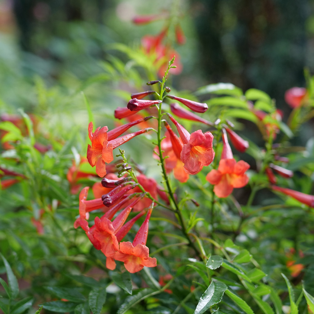 Tecoma stans Chicklet® Red | White Flower Farm