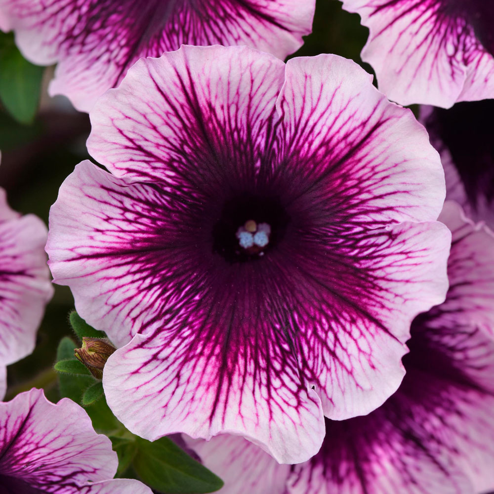 Petunia Headliner™ Blackberry Vein | White Flower Farm