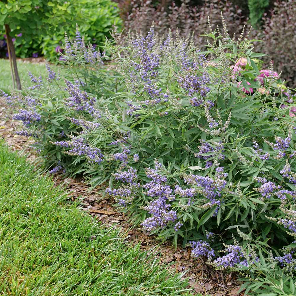 Vitex agnus-castus Rock Steady® | White Flower Farm