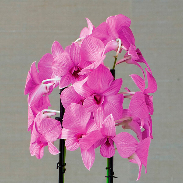 Lavender Dendrobium Orchids in white ceramic cachepot | White Flower Farm