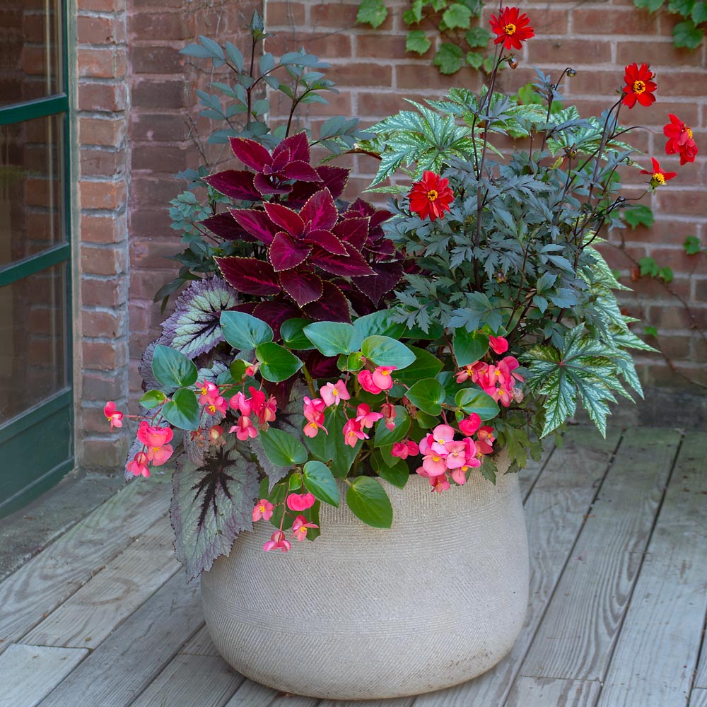 Crimson Canopy Container Garden | White Flower Farm