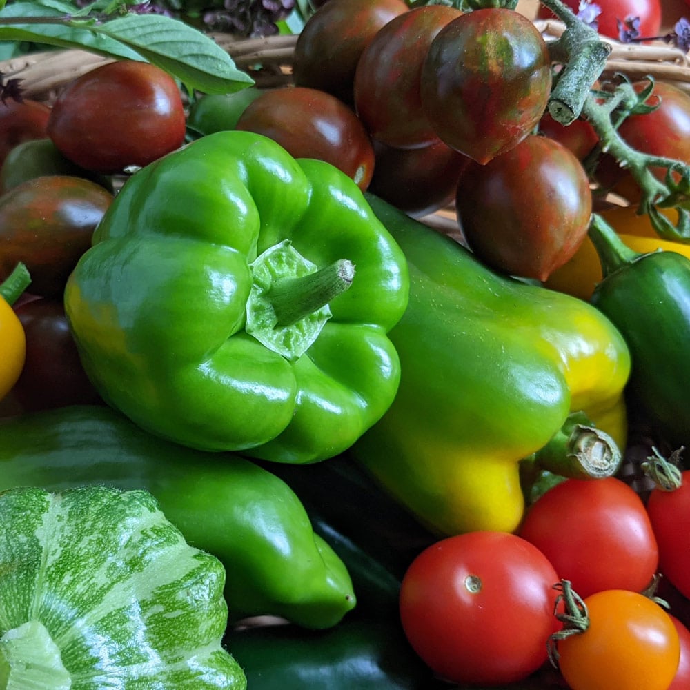 Pepper 'Liberty Belle' | White Flower Farm