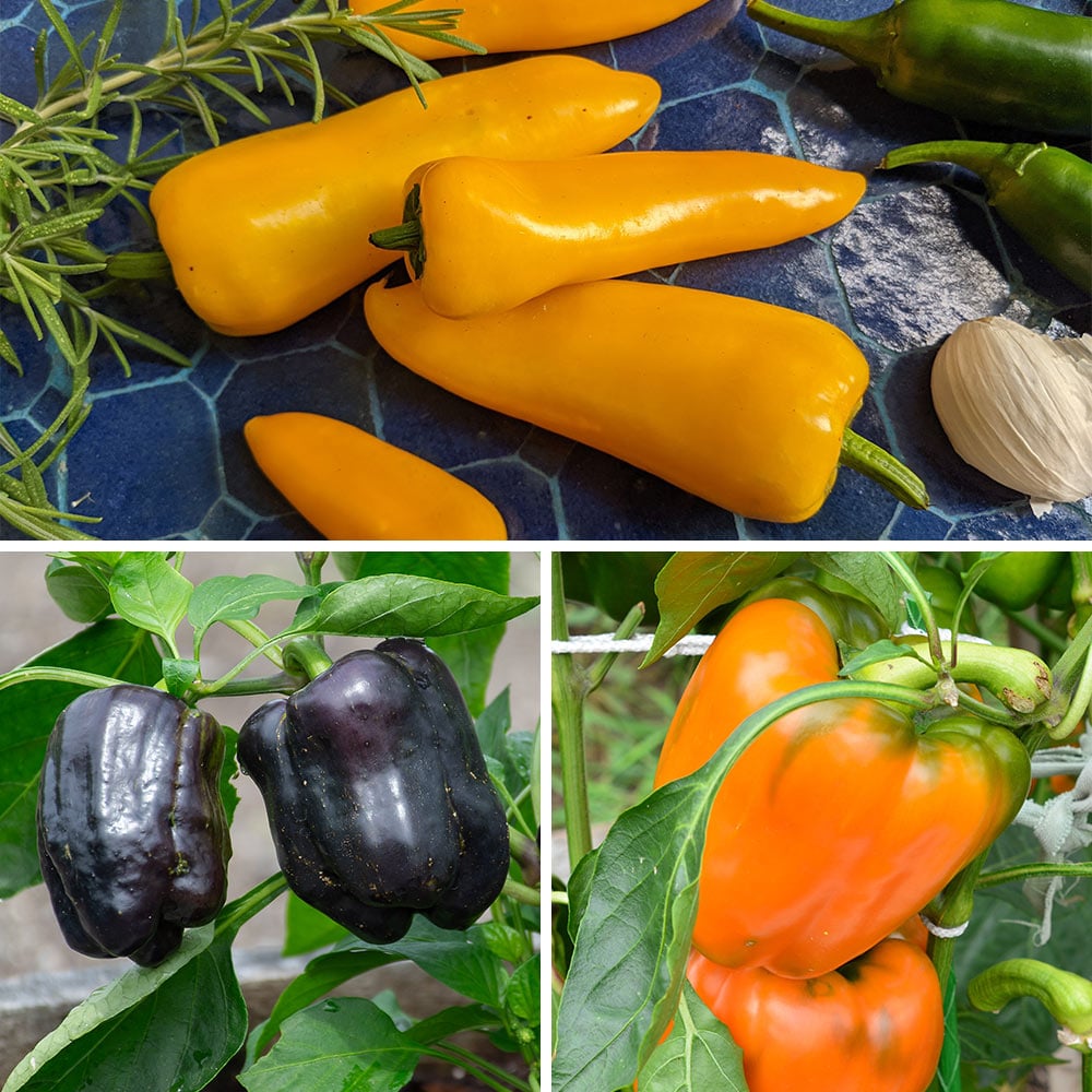 Sweet Pepper Rainbow Sampler 3 plants | White Flower Farm