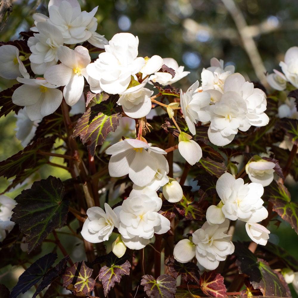 Begonia Adora™ 'Moon Dance' | White Flower Farm