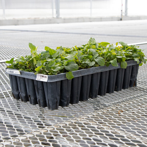 Solidago flexicaulis, tray of 50 plugs | White Flower Farm