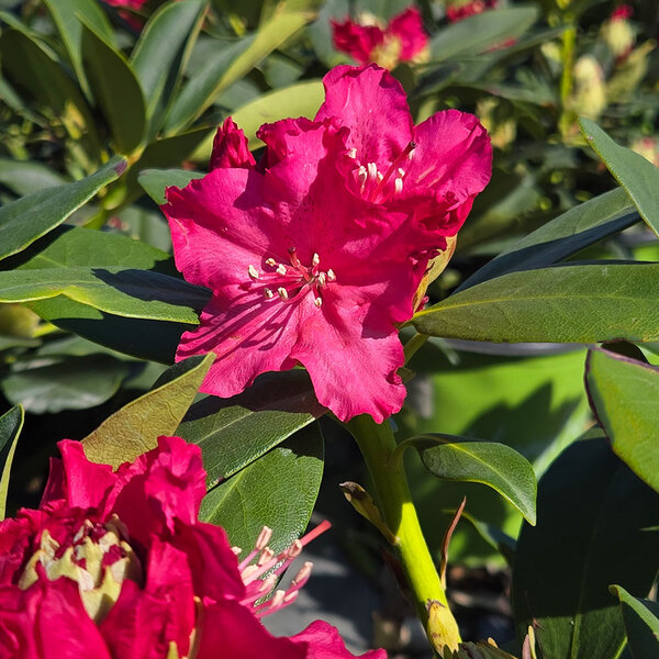 Rhododendron Holden's™ Red | White Flower Farm