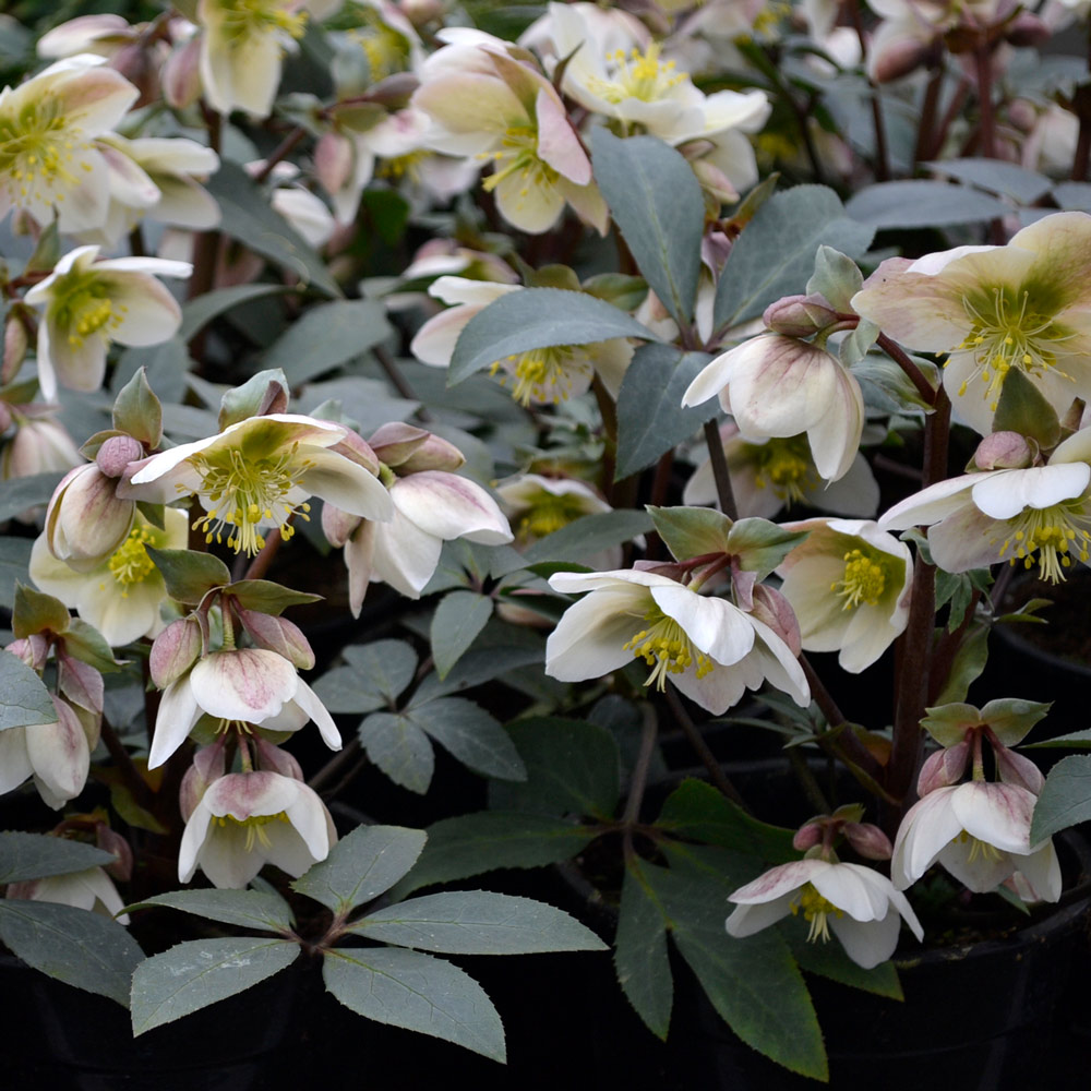 Helleborus Winter Magic™ 'Candy Love' | White Flower Farm