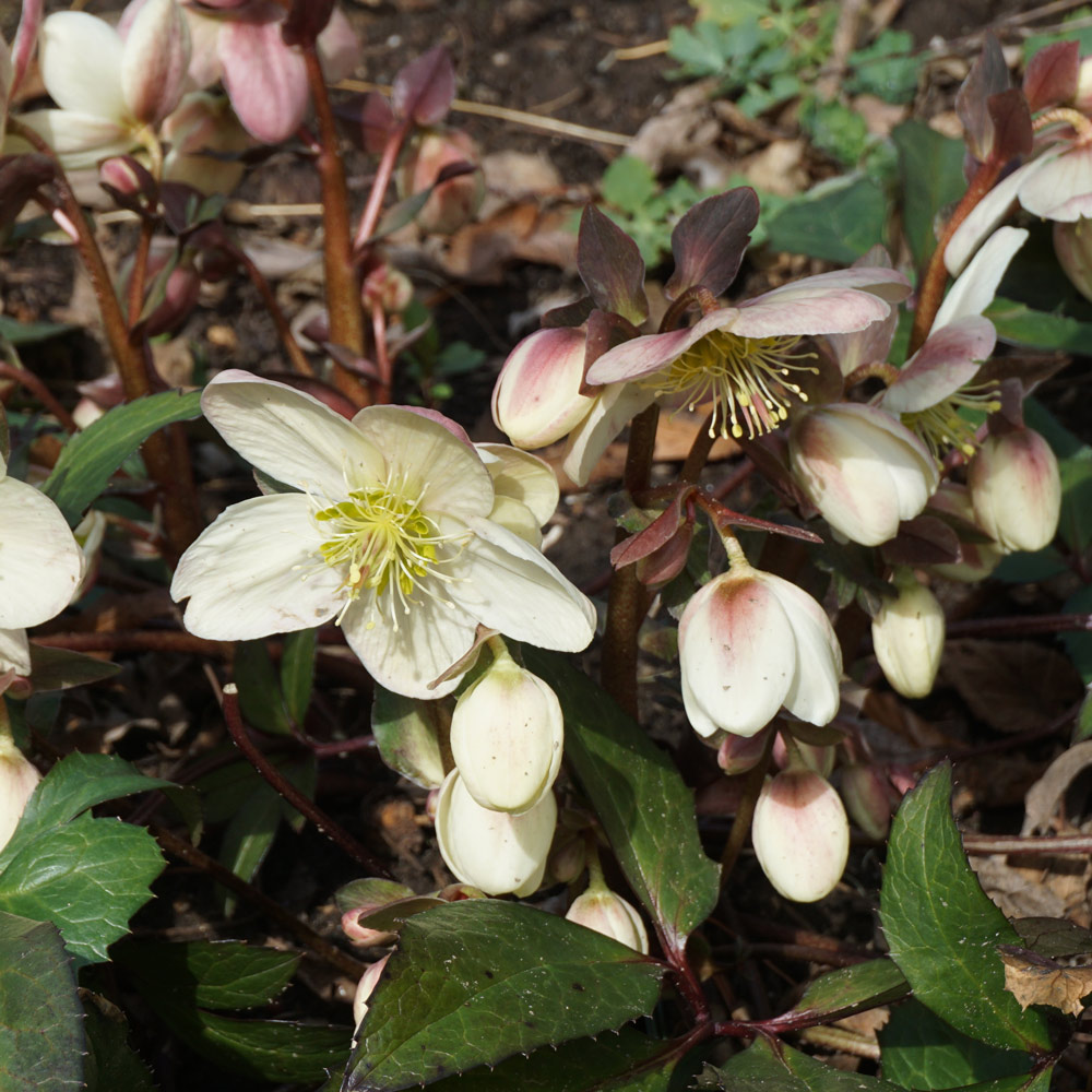 Helleborus Winter Magic™ 'Candy Love' | White Flower Farm