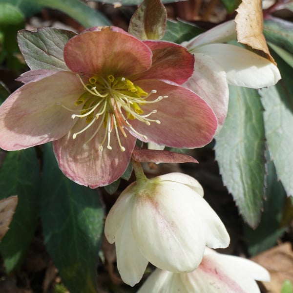 Helleborus Winter Magic™ 'Candy Love' | White Flower Farm