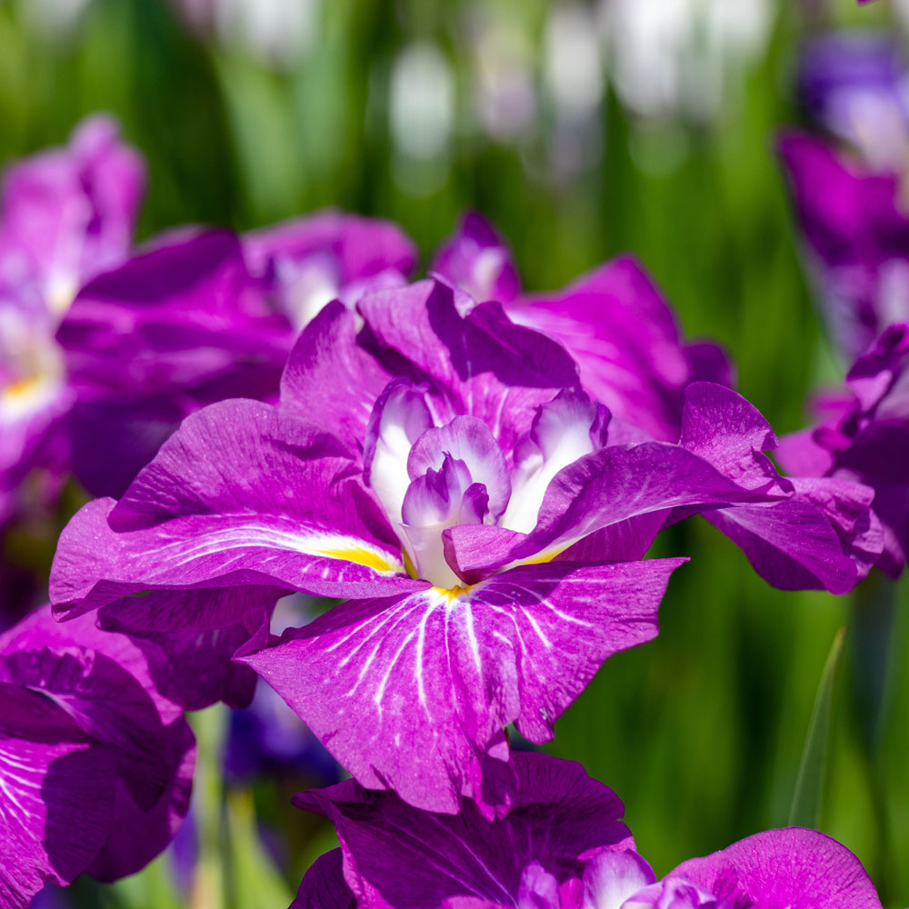 Iris ensata 'Persephone' | White Flower Farm