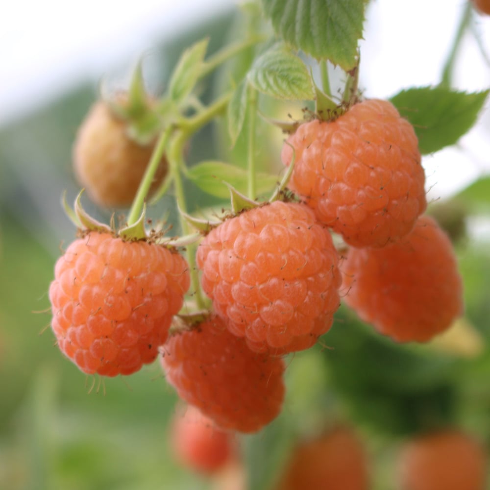 Raspberry 'Double Gold' | White Flower Farm