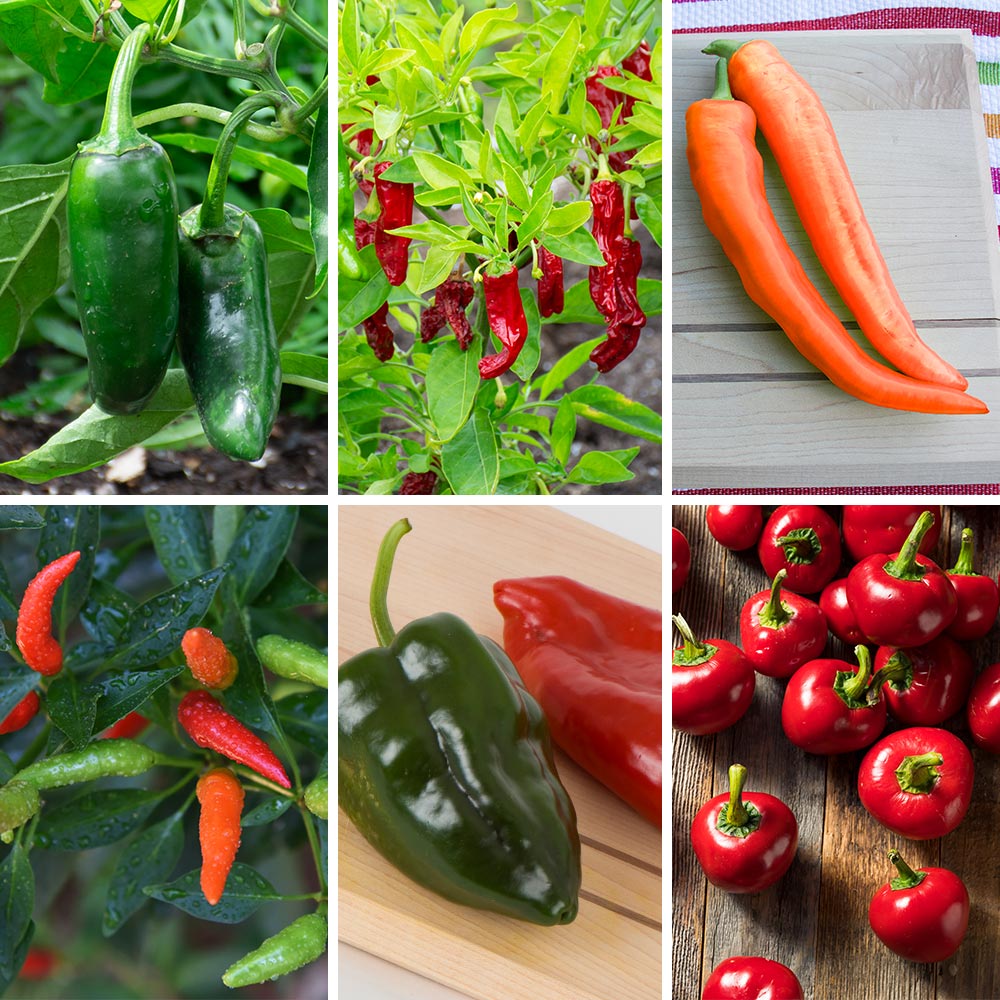 Chili Pepper Sampler | White Flower Farm