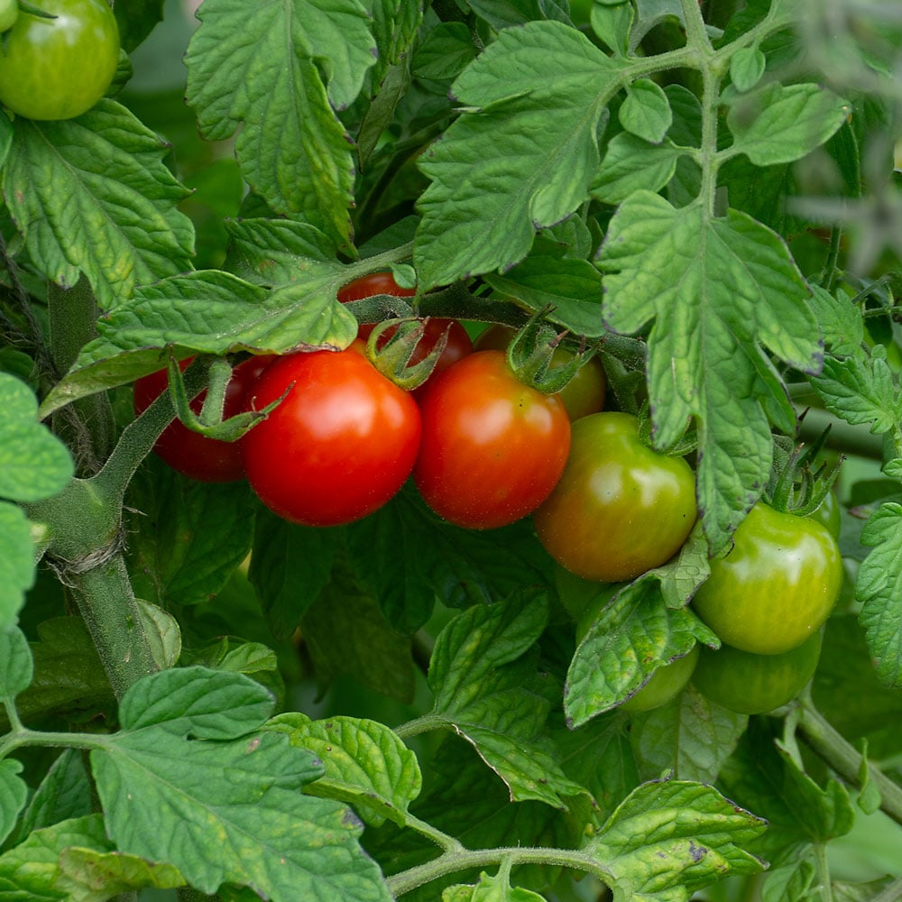 Tomato 'Tonatico' | White Flower Farm